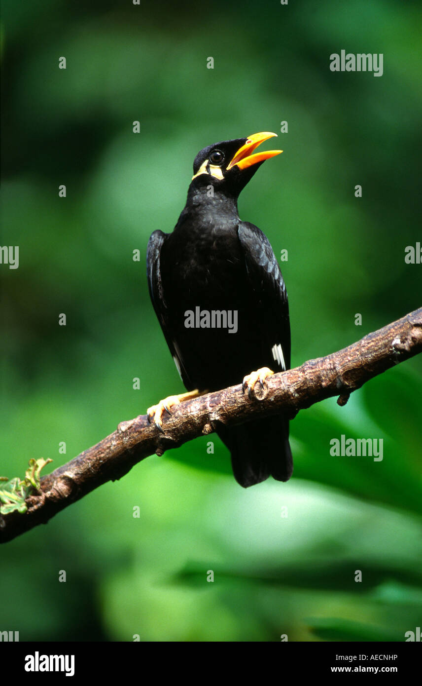 Gracula religiosa hi-res stock photography and images - Alamy