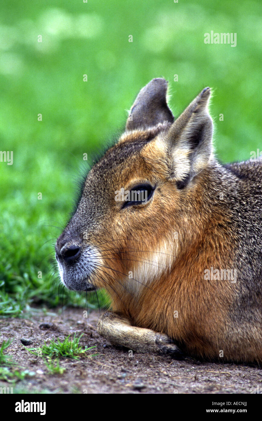 Patagonian cavy hi-res stock photography and images - Alamy