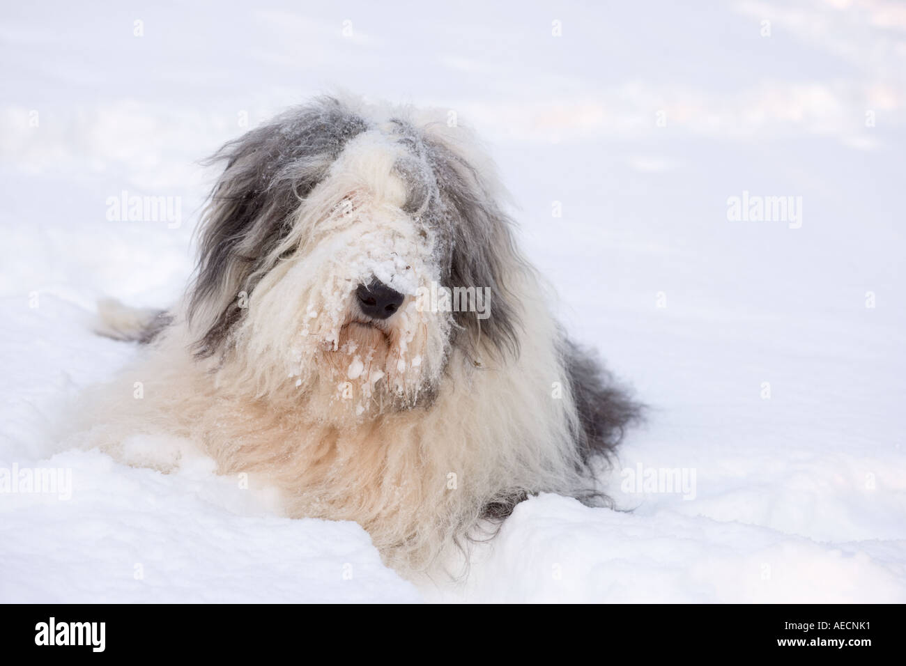 Old-English Sheepdog in the snow Stock Photo - Alamy