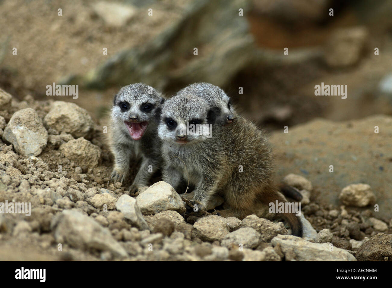 Suricata babies hi-res stock photography and images - Alamy