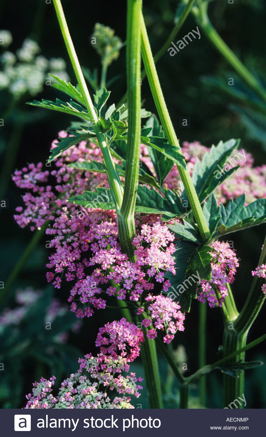 Pimpinella Major Rosea Stock Photos & Pimpinella Major Rosea Stock ...