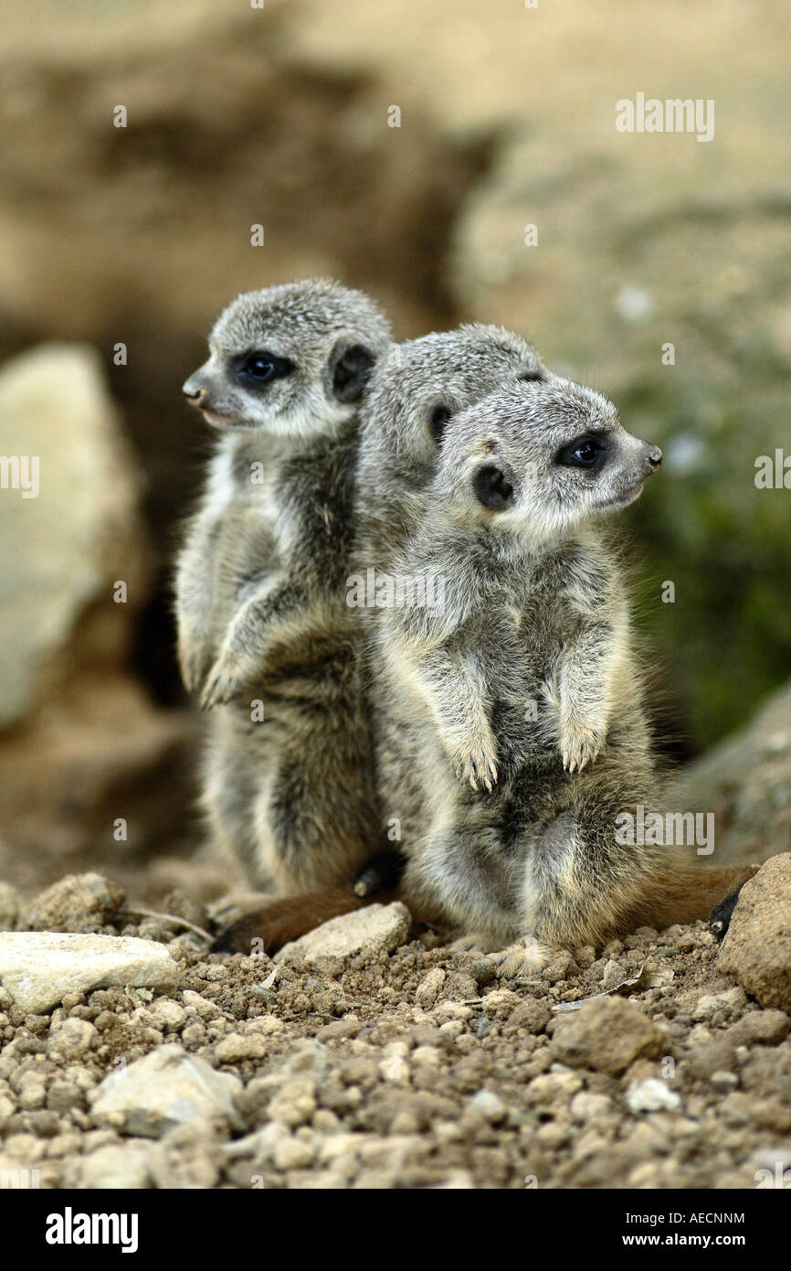Suricata babies hi-res stock photography and images - Alamy