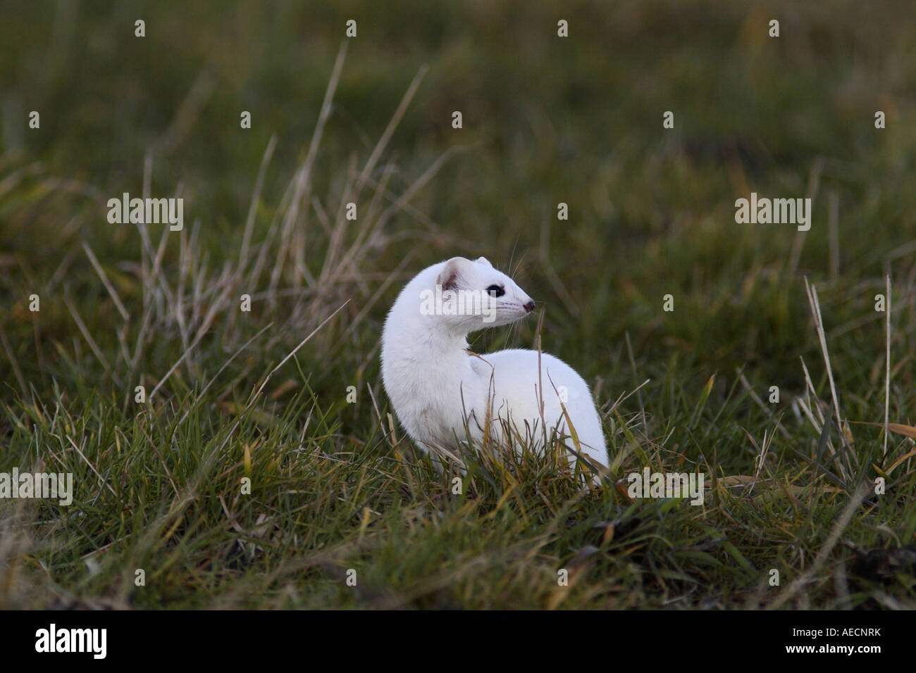 ermine, stoat (Mustela erminea), with winter fur, Germany, Baden ...