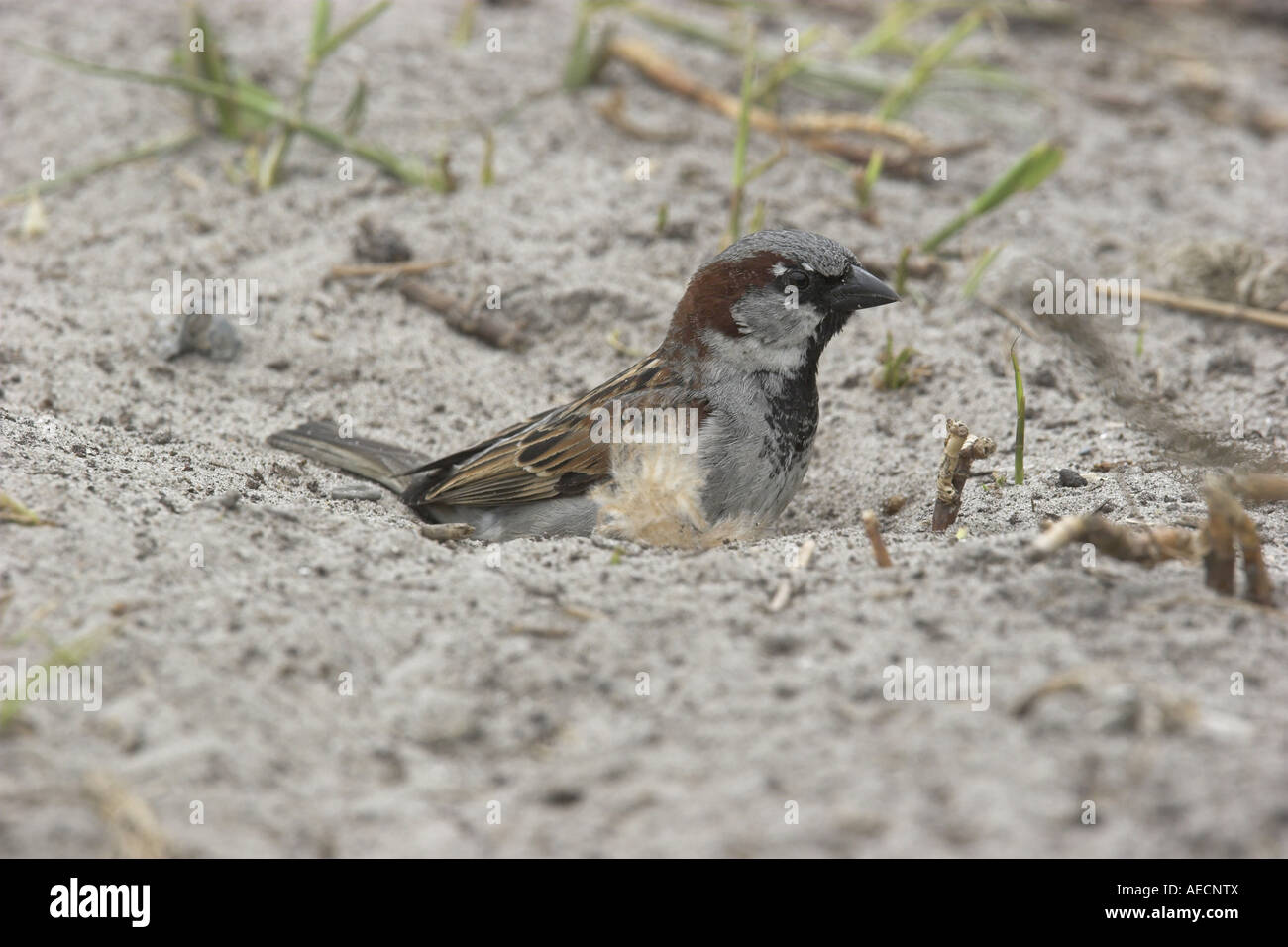 Sparrow bird dust bathing hi-res stock photography and images - Alamy