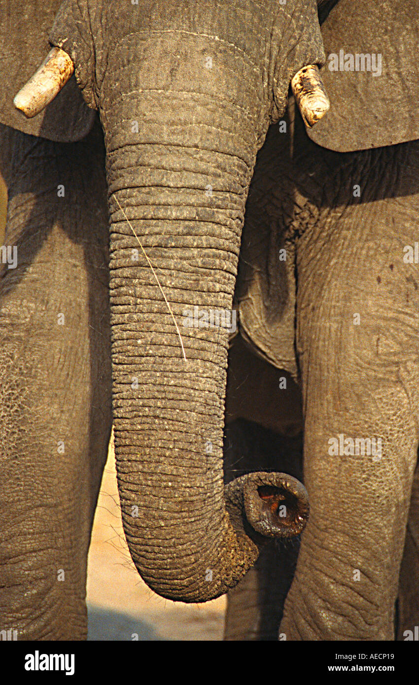 Hwange National Park trunk of cow Stock Photo - Alamy