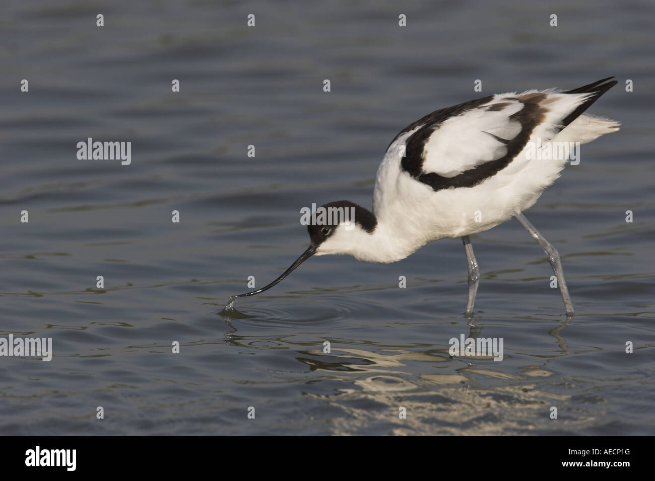 pied avocet (Recurvirostra avosetta), on the feed, Netherlands, Texel ...