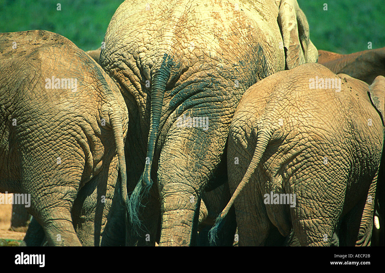 Big rear ends hi-res stock photography and images - Alamy
