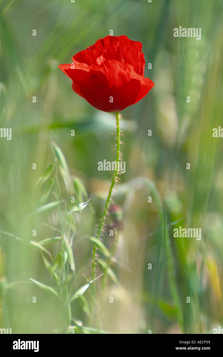 Lone red poppy hi-res stock photography and images - Alamy