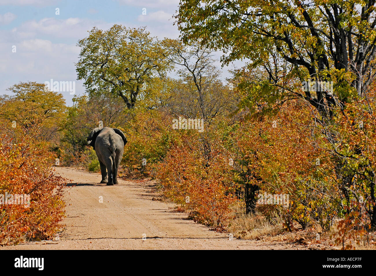 Hwange national park Zimbabwe Stock Photo - Alamy