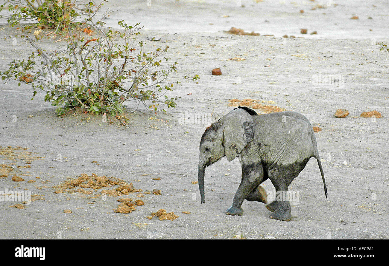 Elephant struggling hi-res stock photography and images - Alamy
