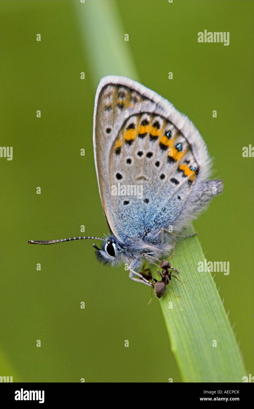 damon blue (Plebeius argus), with ant, Austria, Burgenland, NP ...