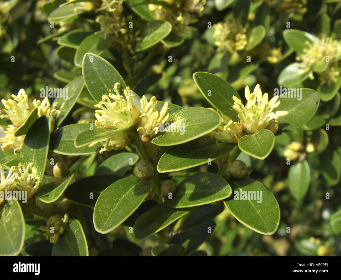 Balearic Box High Resolution Stock Photography and Images - Alamy