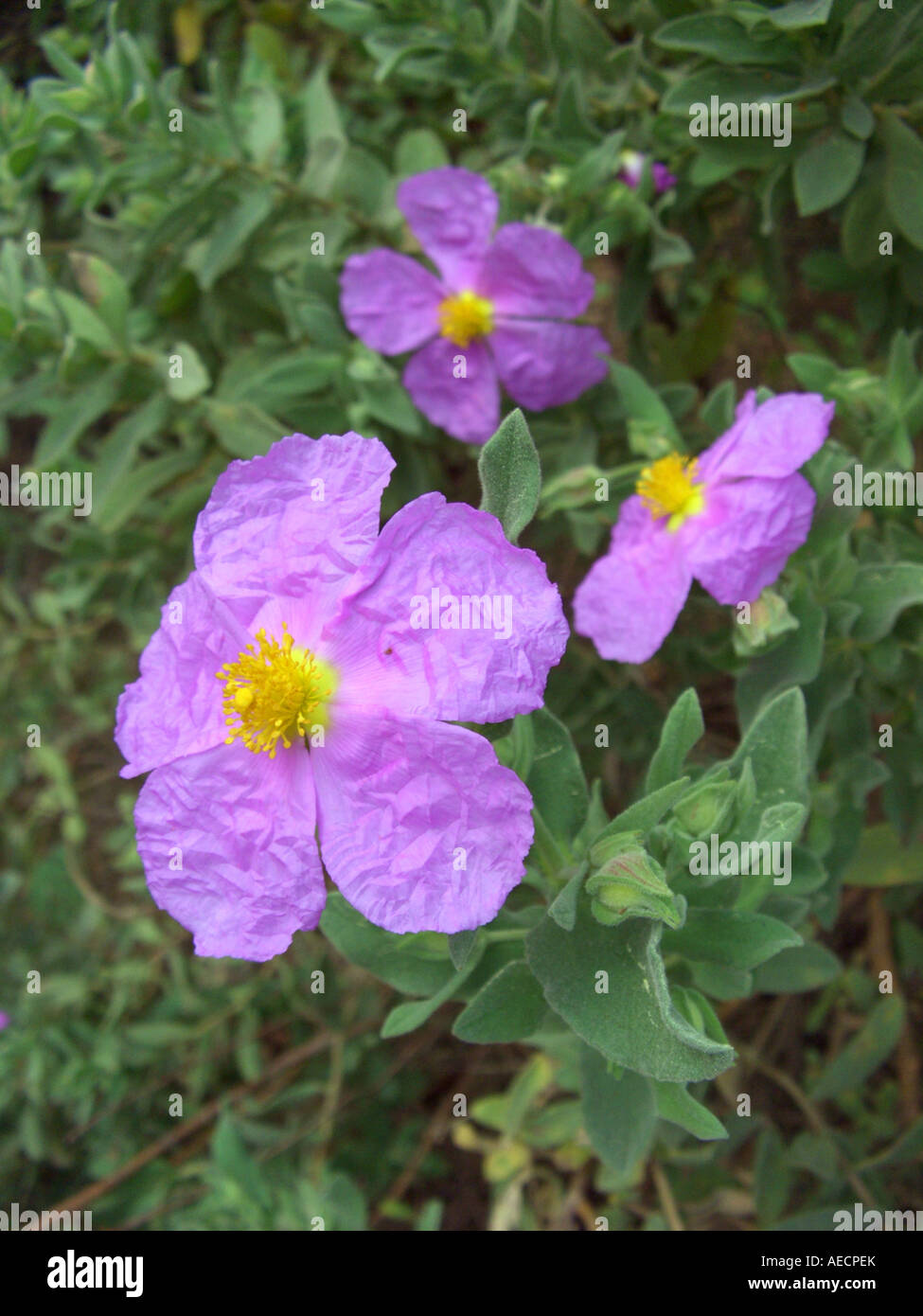 White-leaved Rockrose, Grey-leaved Cistus (Cistus albidus), blooming ...