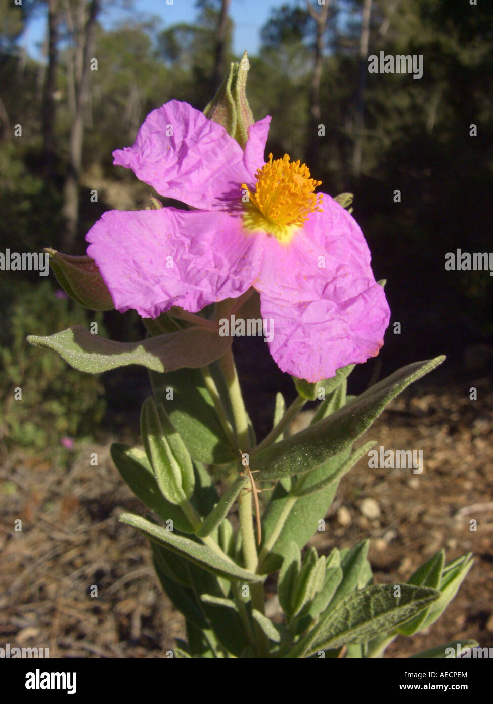 White-leaved Rockrose, Grey-leaved Cistus (Cistus albidus), flower ...