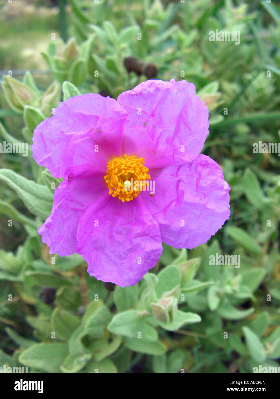 White-leaved Rockrose, Grey-leaved Cistus (Cistus albidus), flower ...