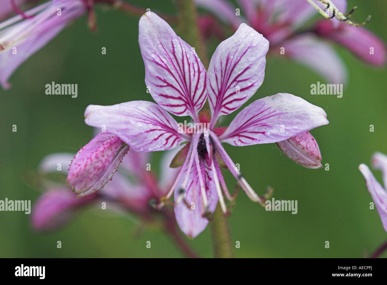 burning bush, Dittany (Dictamnus albus), flower, Austria, Burgenland ...