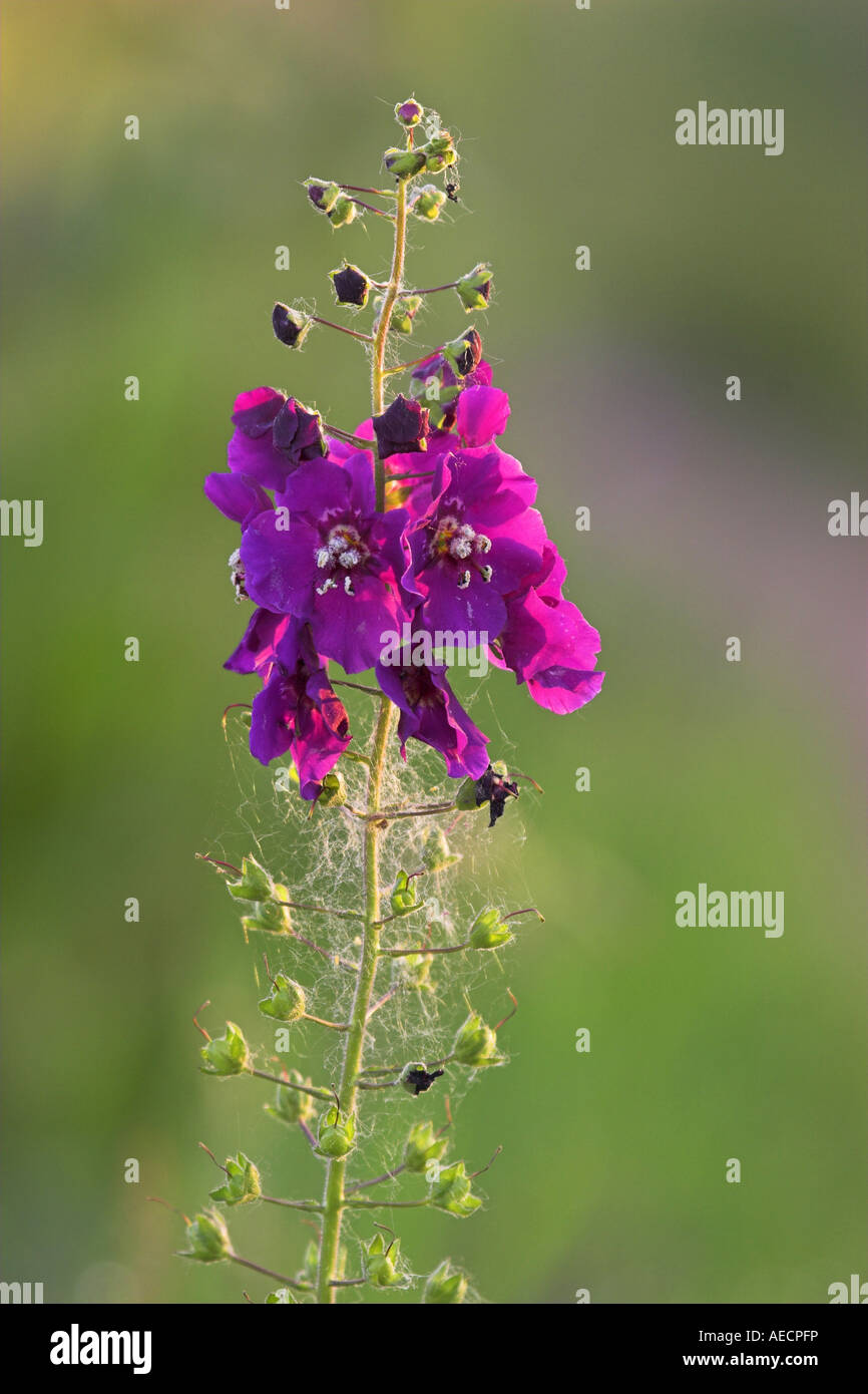 purple mullein, ornamental mullein (Verbascum phoeniceum ...