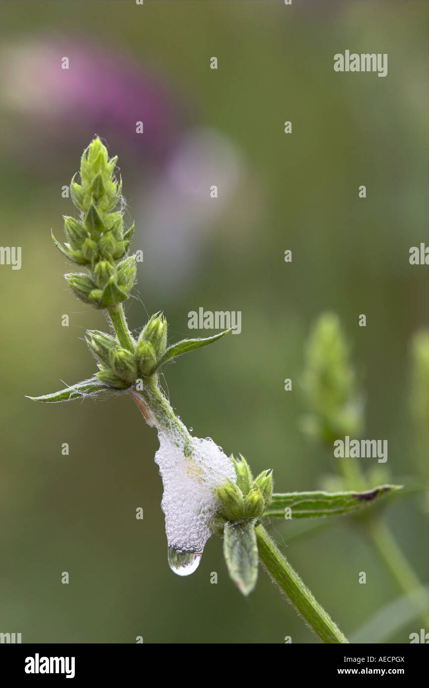 cicadas and hoppers (see: spittlebugs, froghoppers) (Auchenorrhyncha ...