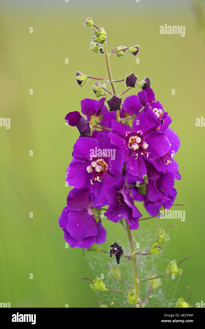 purple mullein, ornamental mullein (Verbascum phoeniceum ...