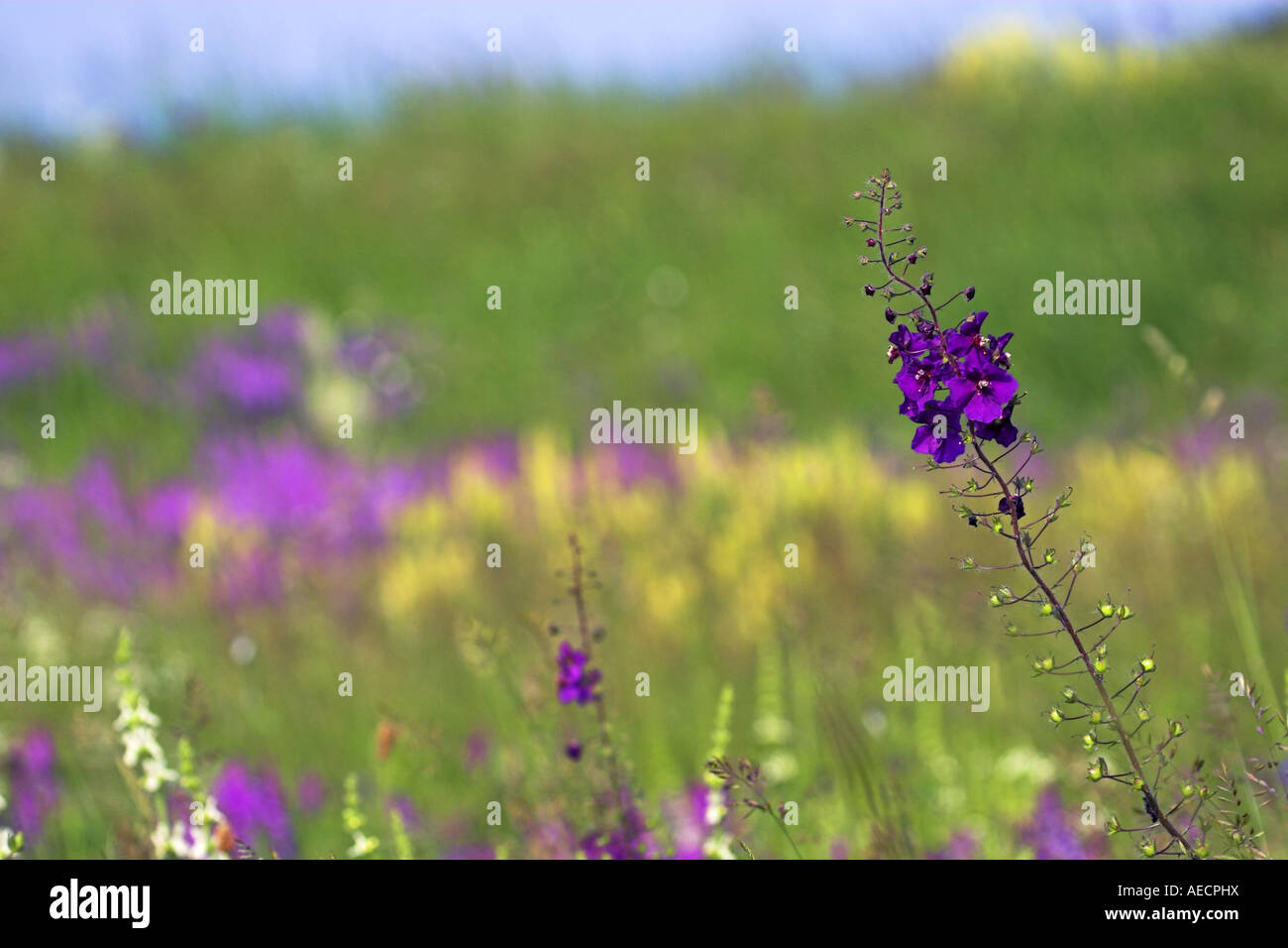 purple mullein, ornamental mullein (Verbascum phoeniceum ...