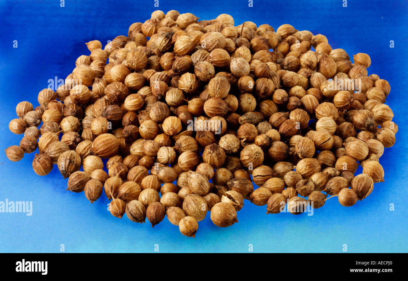 CORIANDER SEEDS COLANTRO SEEDS Stock Photo - Alamy