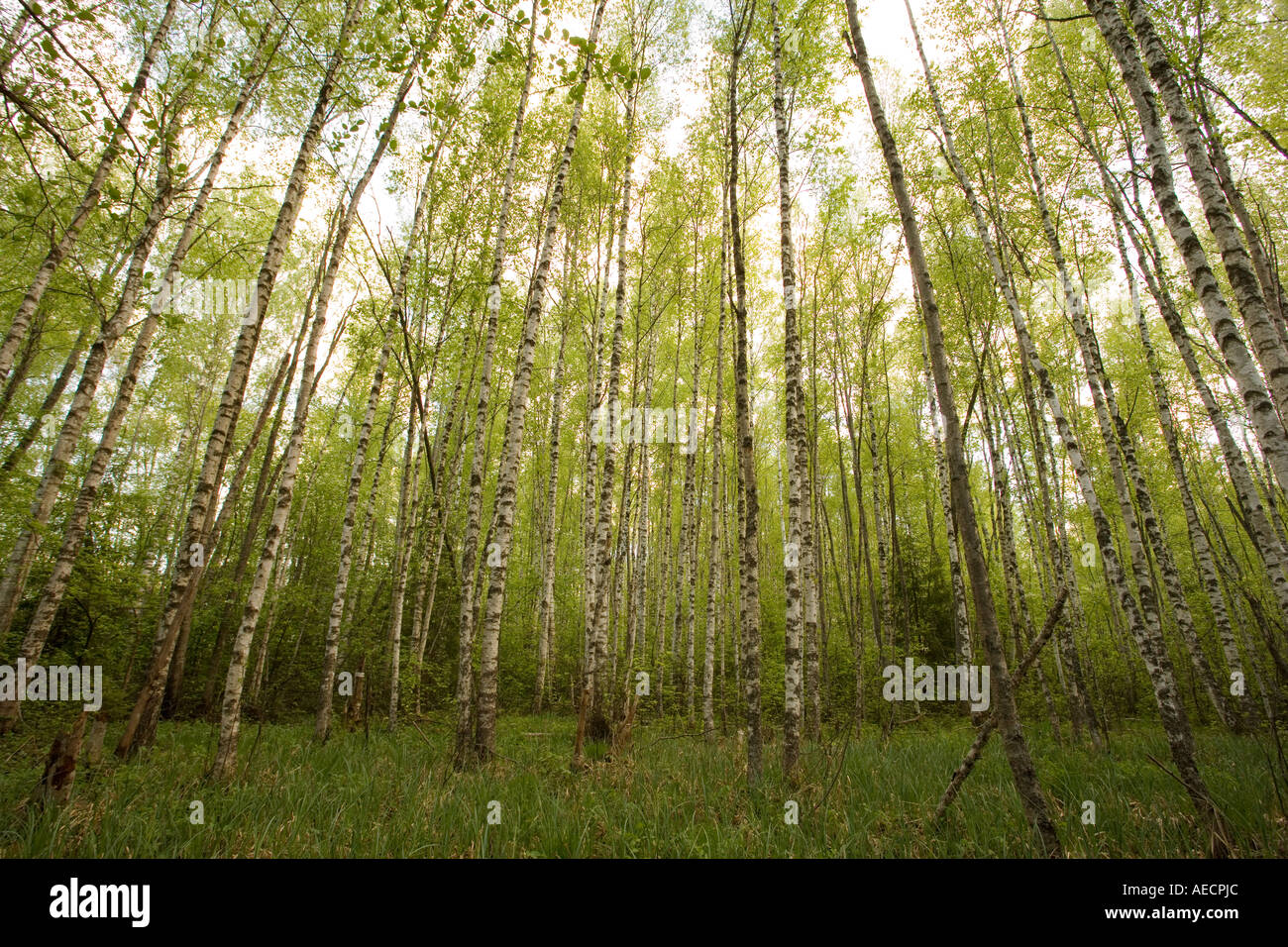 Birch grove in spring Stock Photo - Alamy