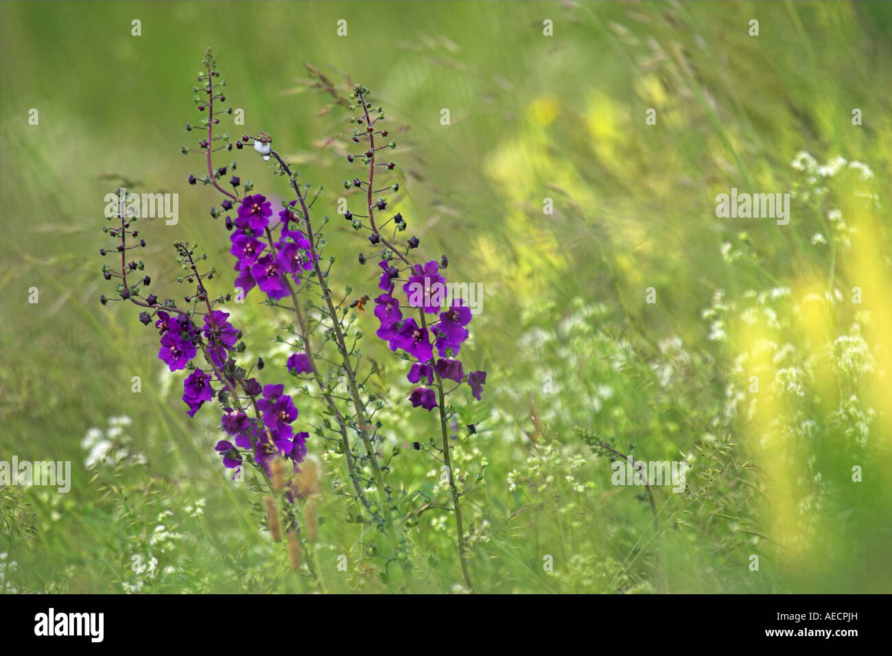purple mullein, ornamental mullein (Verbascum phoeniceum), in flowering ...