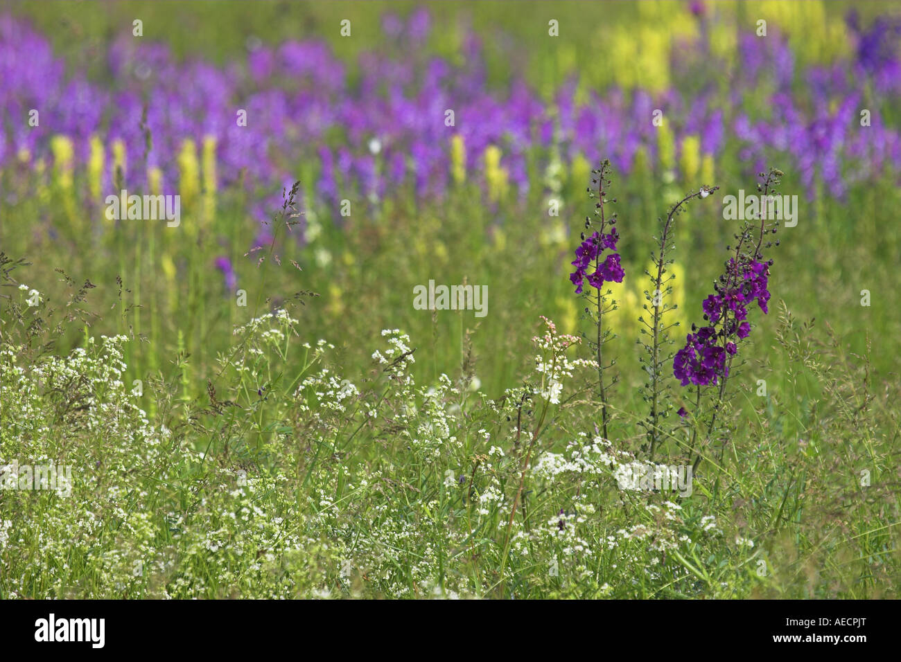 purple mullein, ornamental mullein (Verbascum phoeniceum), in rich ...
