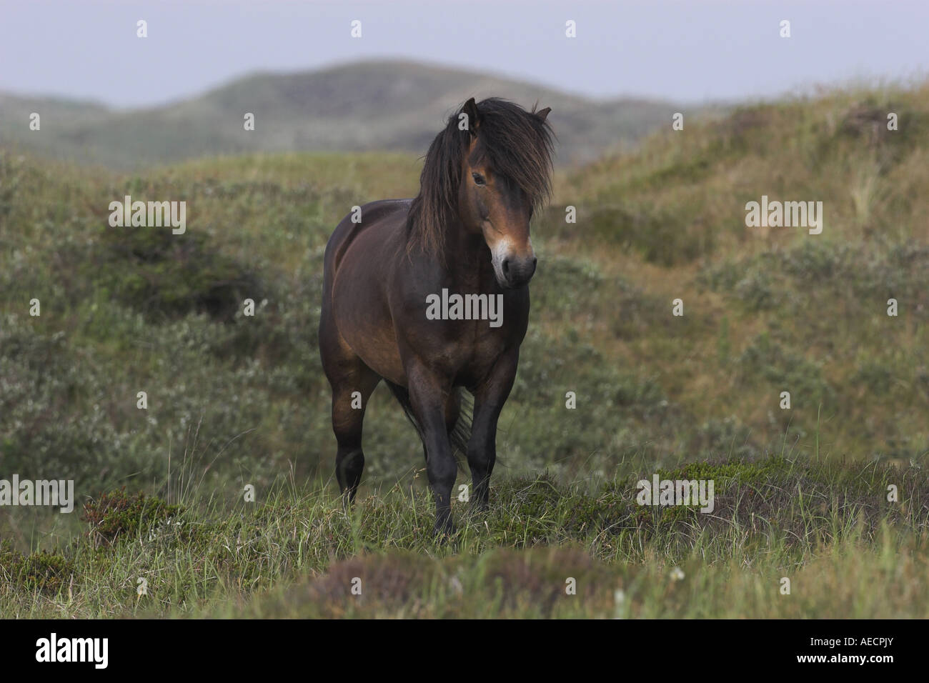 Exmoor pony (Equus przewalskii f. caballus), stallion, Netherlands ...