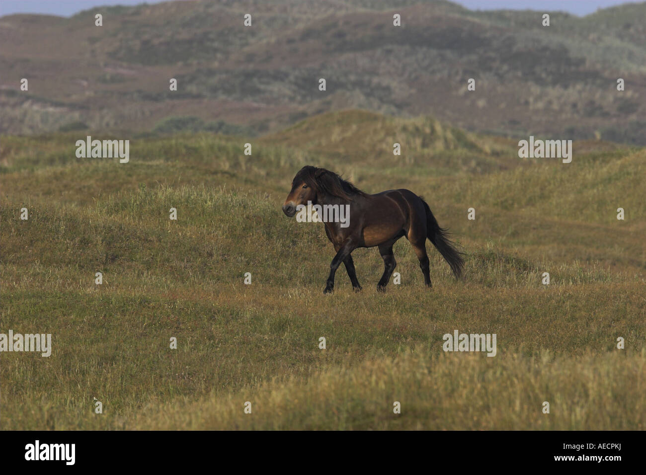 Exmoor pony (Equus przewalskii f. caballus), stallion waling over ...