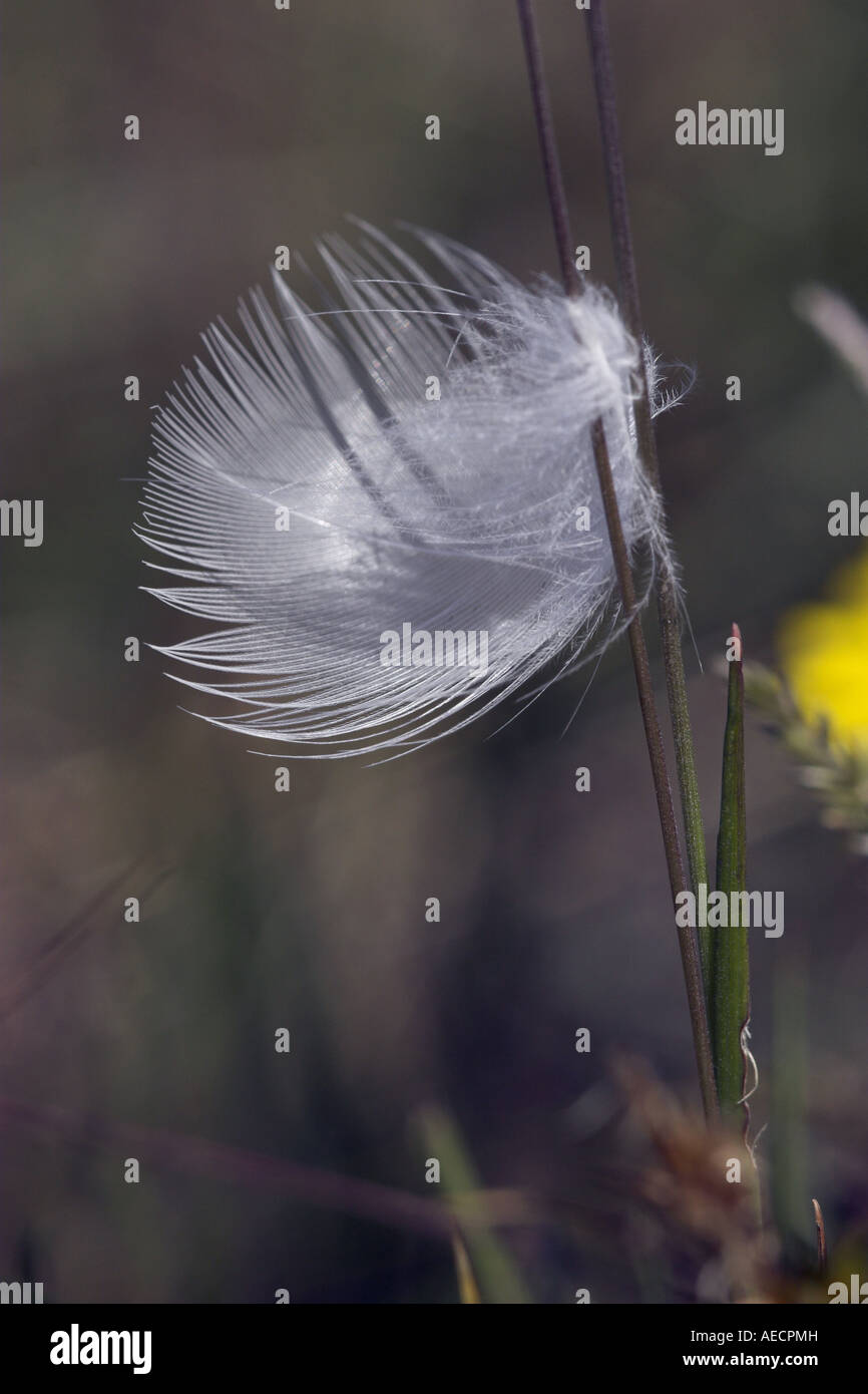 feather at a blade of grass Stock Photo - Alamy