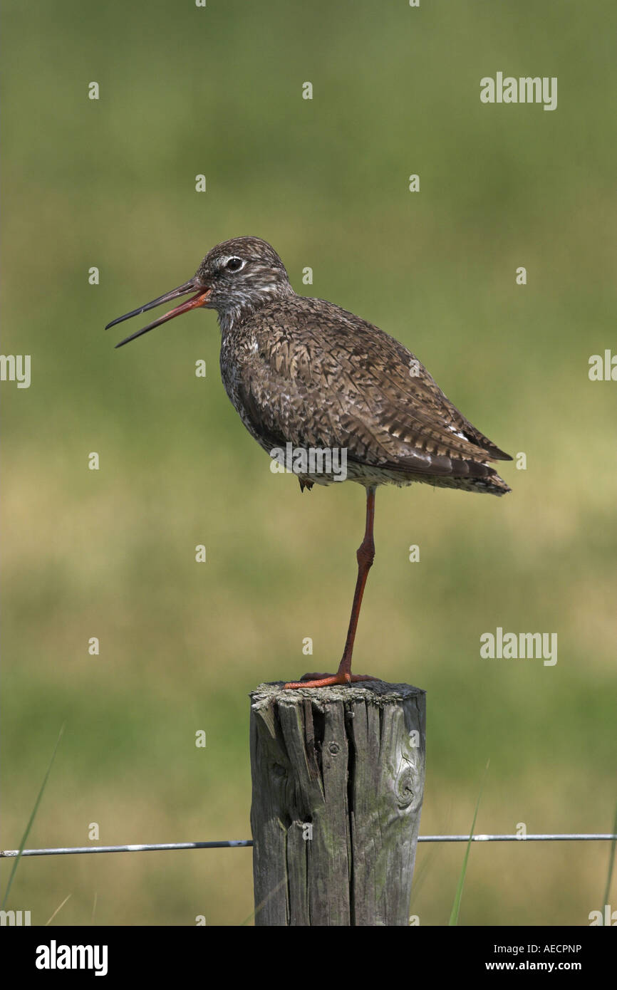 common redshank (Tringa totanus), on a pile, Netherlands, Texel Stock ...