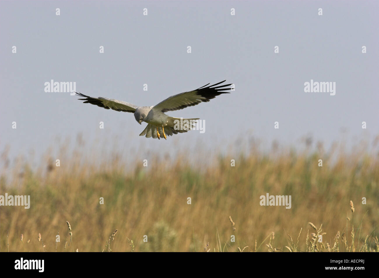 hen harrier (Circus cyaneus), hunting, Netherlands, Texel Stock Photo ...