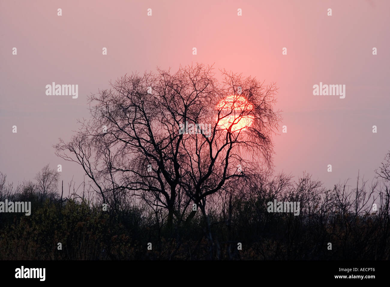 Red willow silhouette hi-res stock photography and images - Alamy