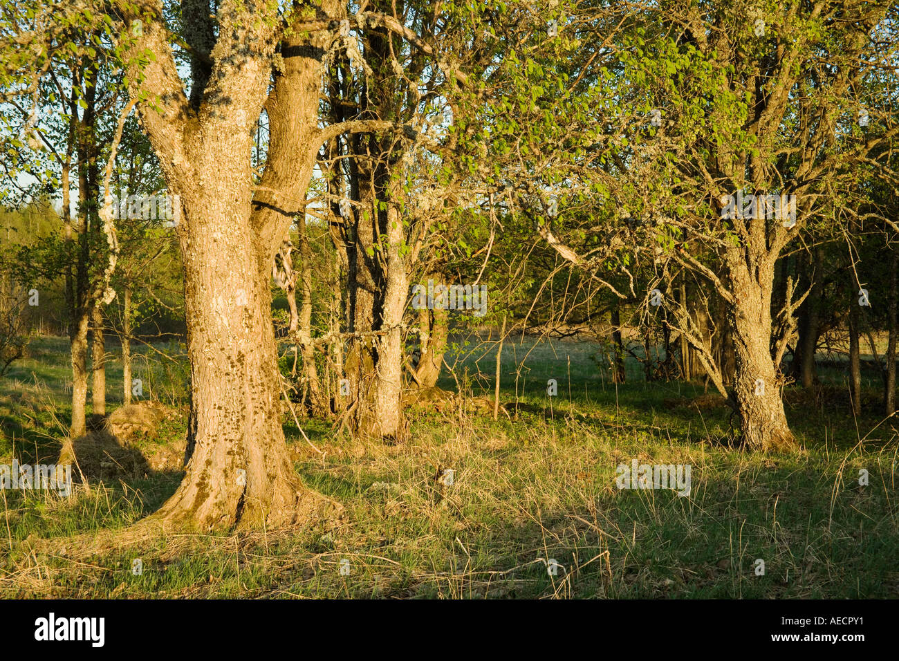 Trees at dusk Stock Photo - Alamy