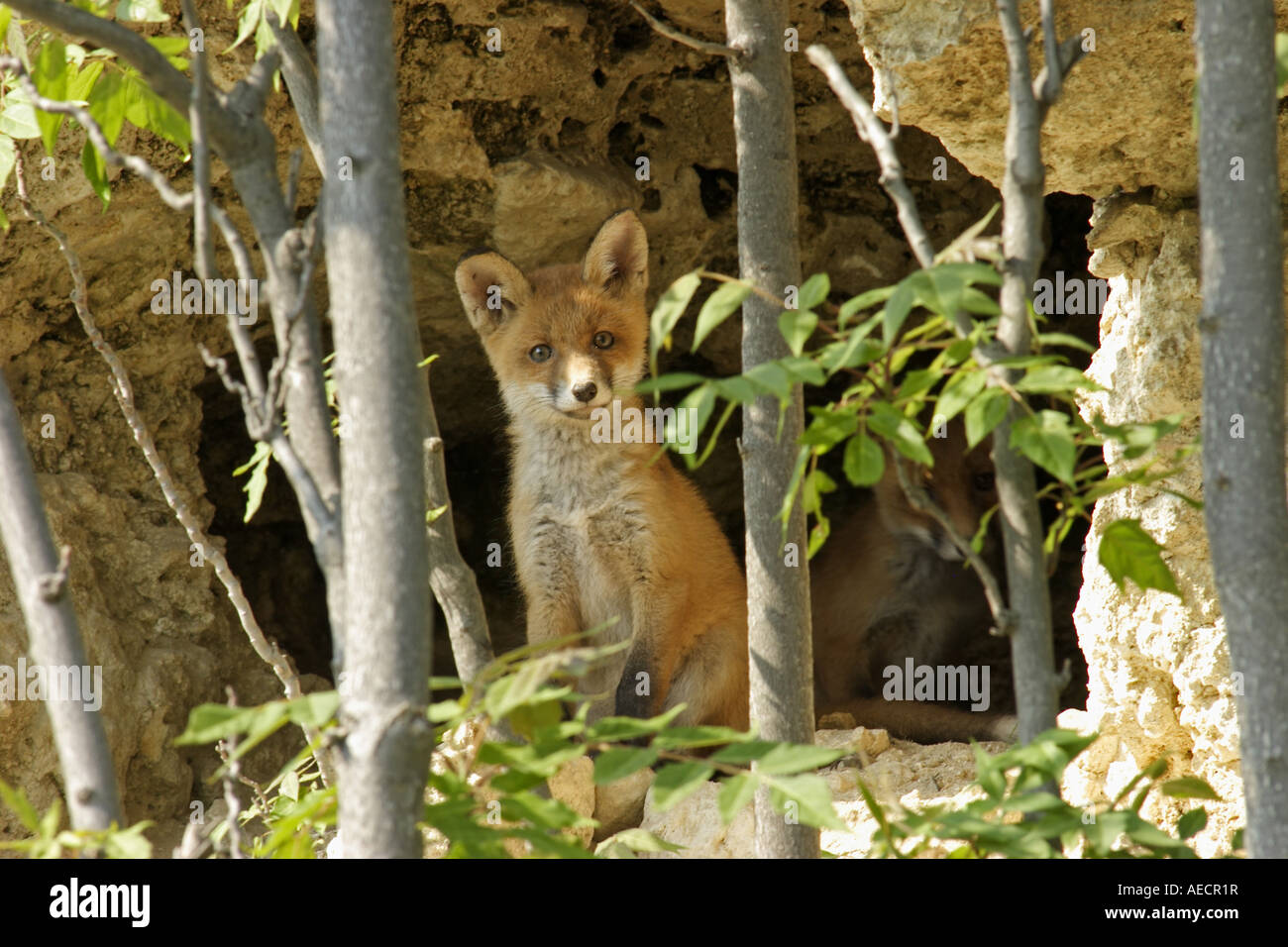 red fox (Vulpes vulpes), young animal sitting at cave entrance Stock ...