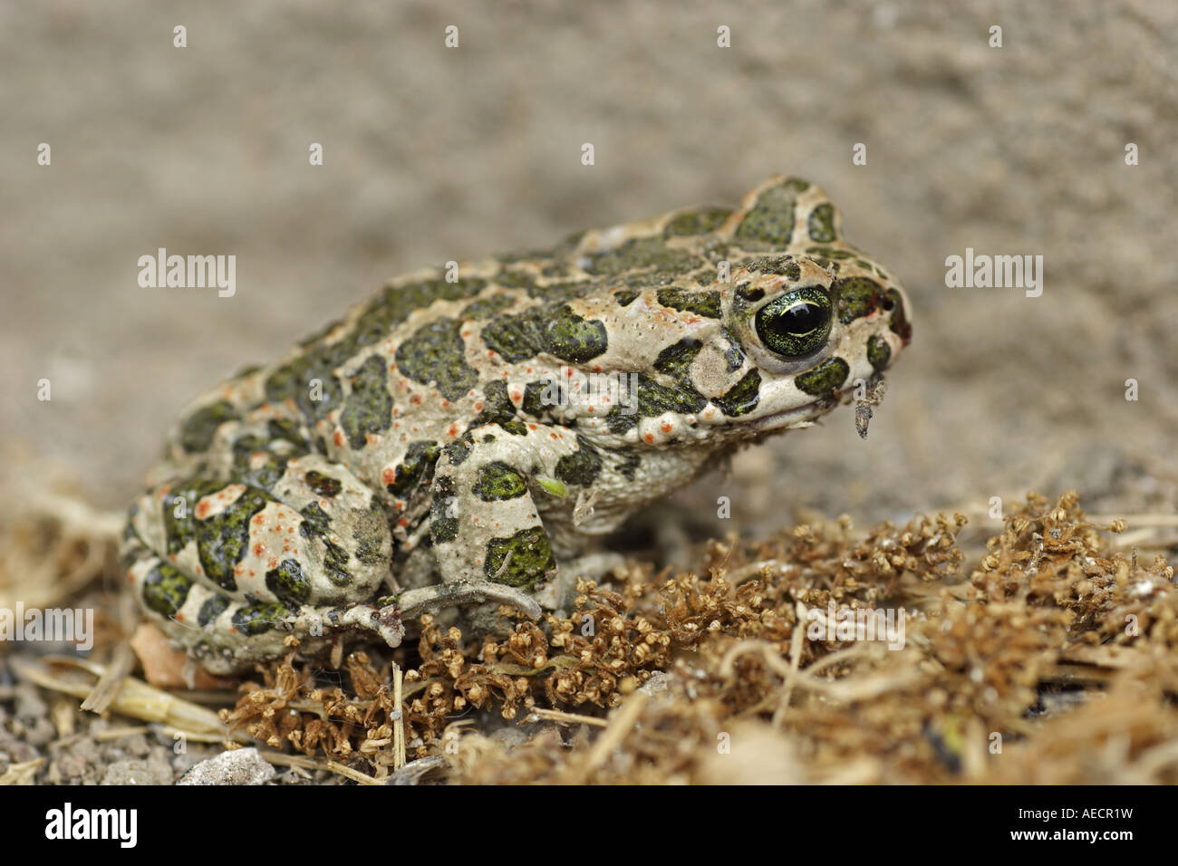 green toad or variegated toad (Bufo viridis), side view Stock Photo - Alamy