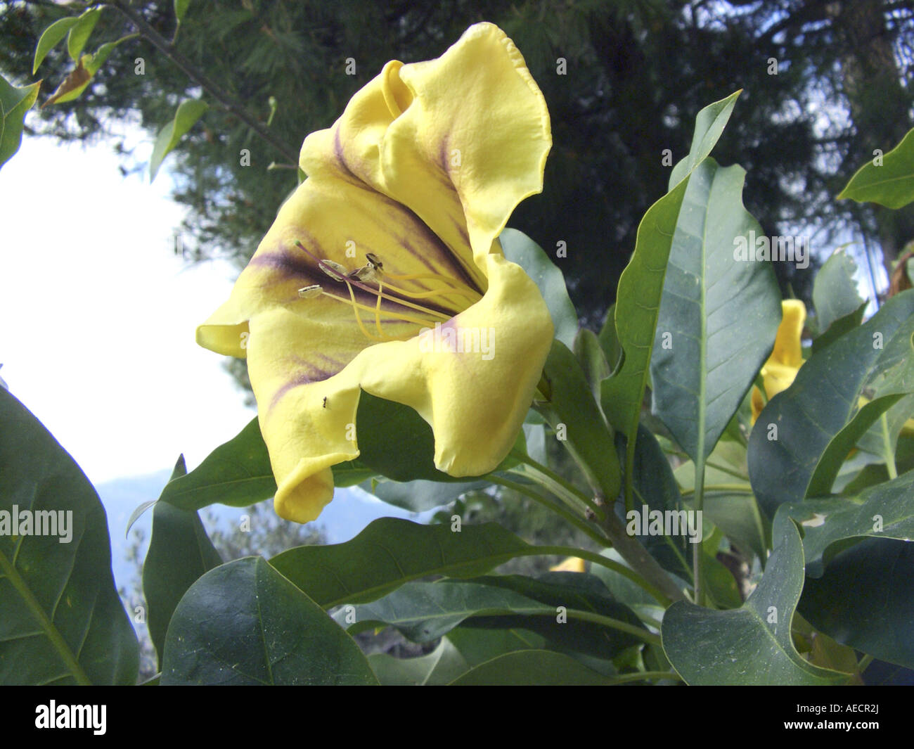 Cup of gold flower hi-res stock photography and images - Alamy