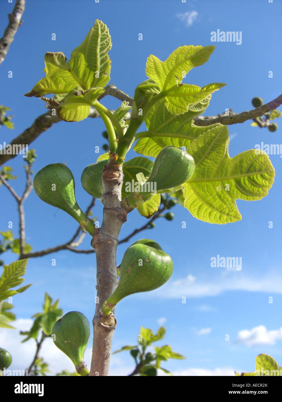 edible fig, common fig (Ficus carica), branch with young figs and young ...