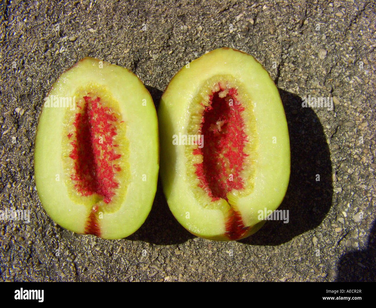 Indian Rubber Tree, Rubber Plant (Ficus elastica), infructescences ...