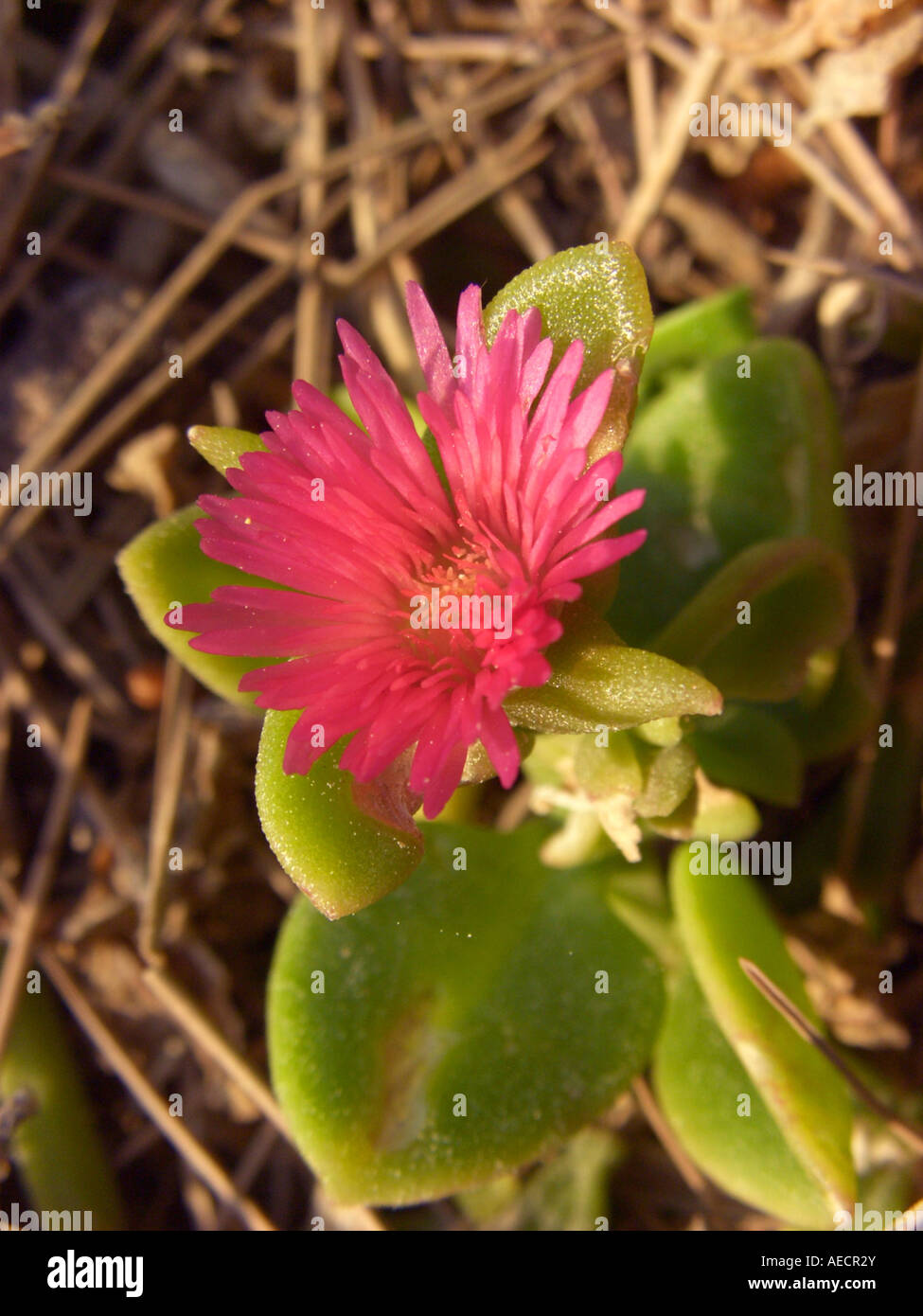 Ice Plant, Baby Sun Rose (Aptenia cordifolia), Spain, Majorca Stock ...