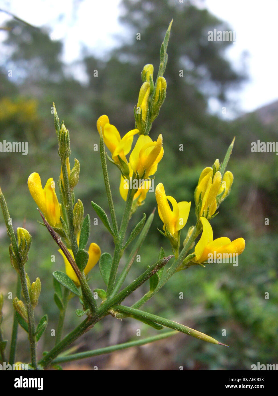 Broom (Genista lucida), blooming, Spain, Majorca Stock Photo - Alamy