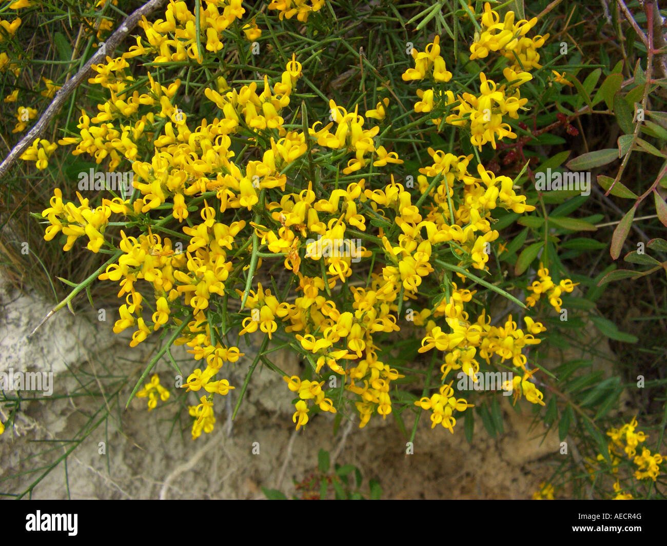 Broom (Genista lucida), blooming, Spain, Majorca Stock Photo - Alamy