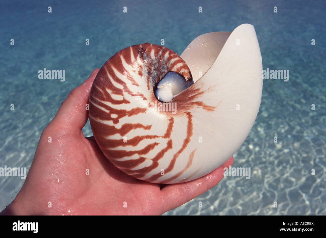 Hand Holding Conch Shell Stock Photo - Alamy