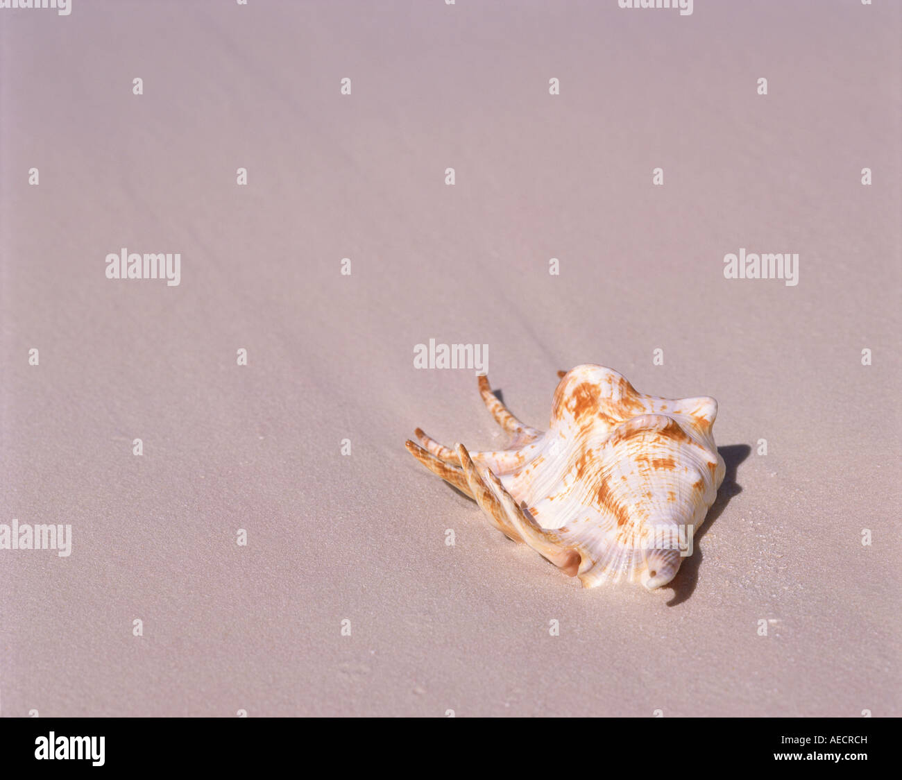 Conch Shell On Sandy Tropical Beach Stock Photo - Alamy
