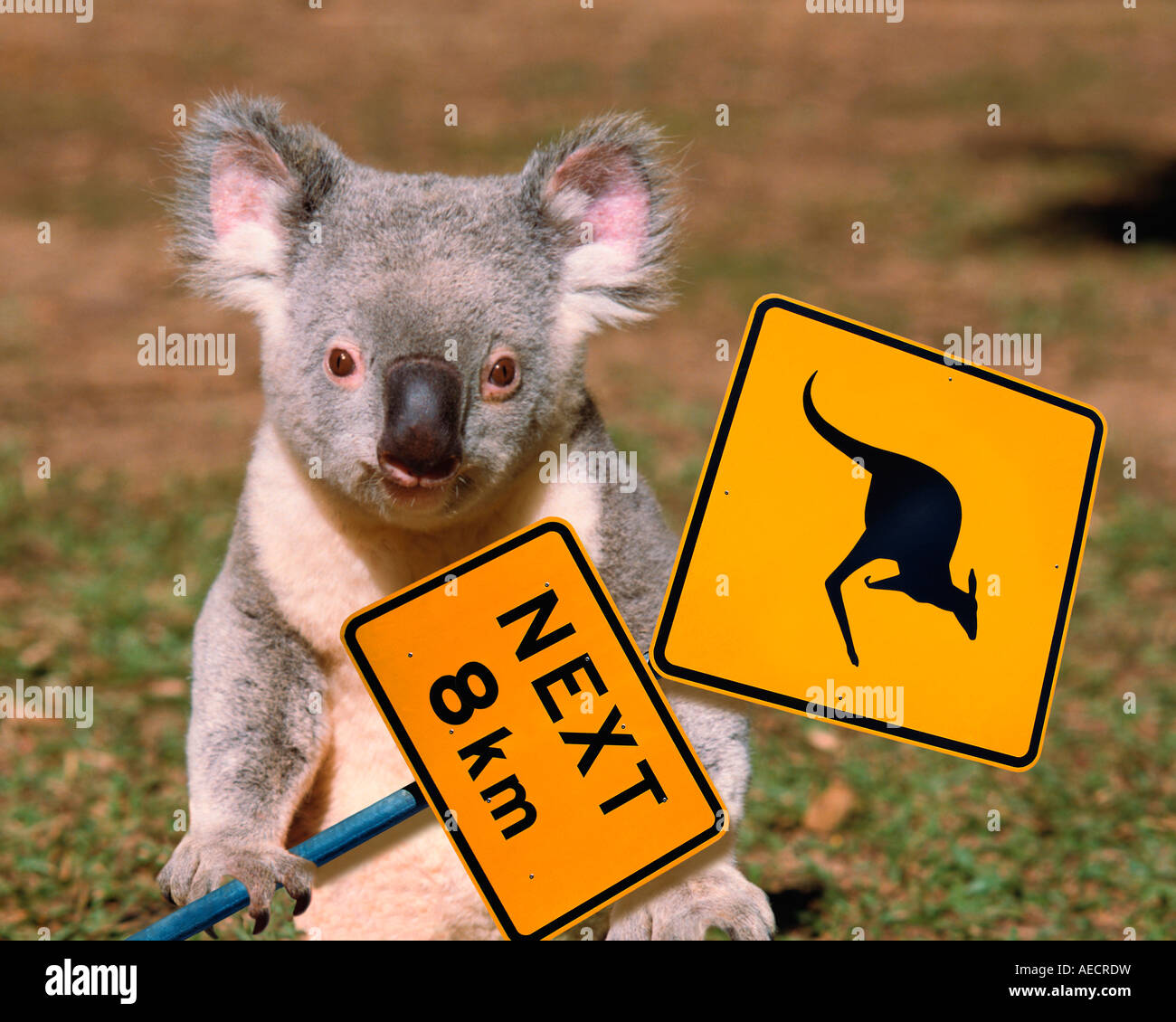 Australia road signs animal animals hi-res stock photography and images ...