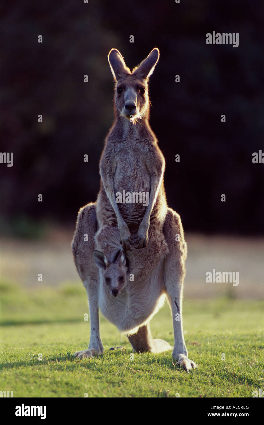 Kangaroo & Joey, Day Stock Photo - Alamy