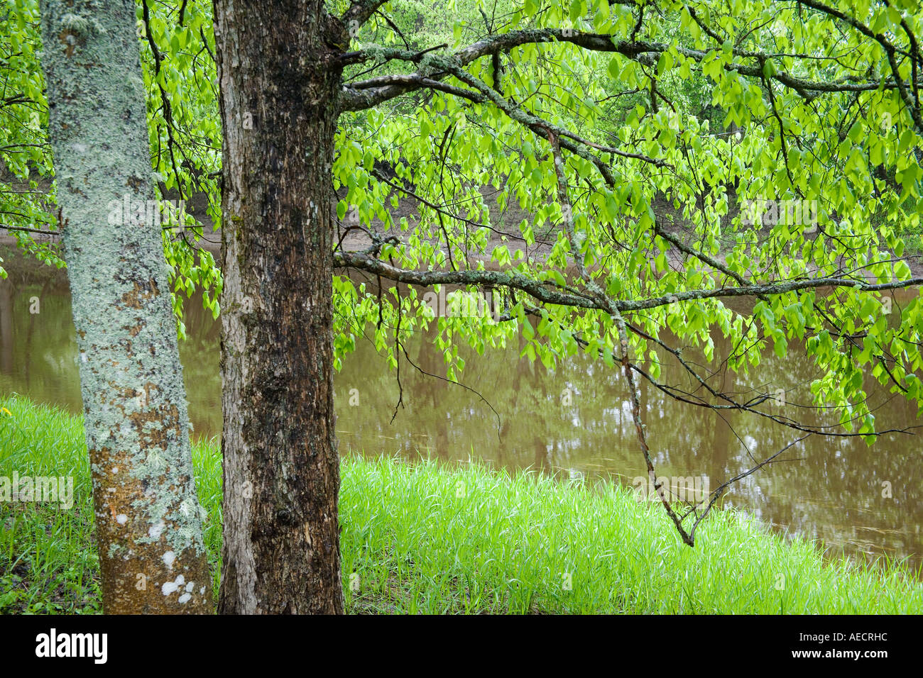 An elm and alder growing by river Stock Photo - Alamy