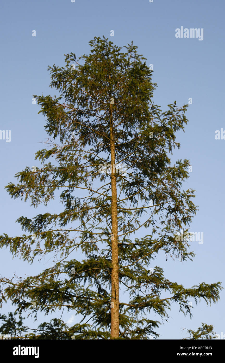 To the crown of the tree hi-res stock photography and images - Alamy