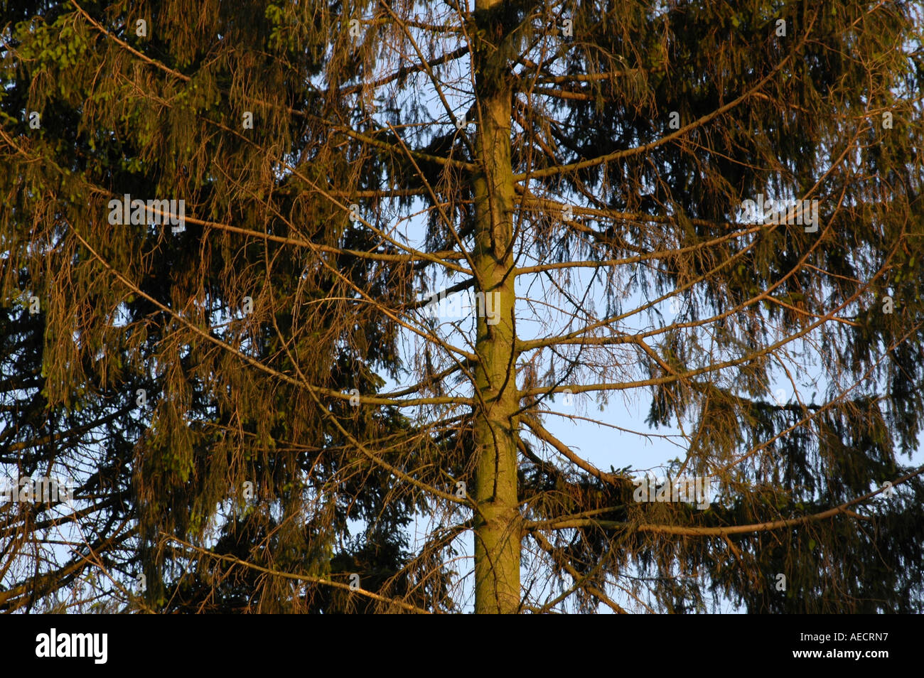 fir tree, damaged, dead branches Stock Photo - Alamy
